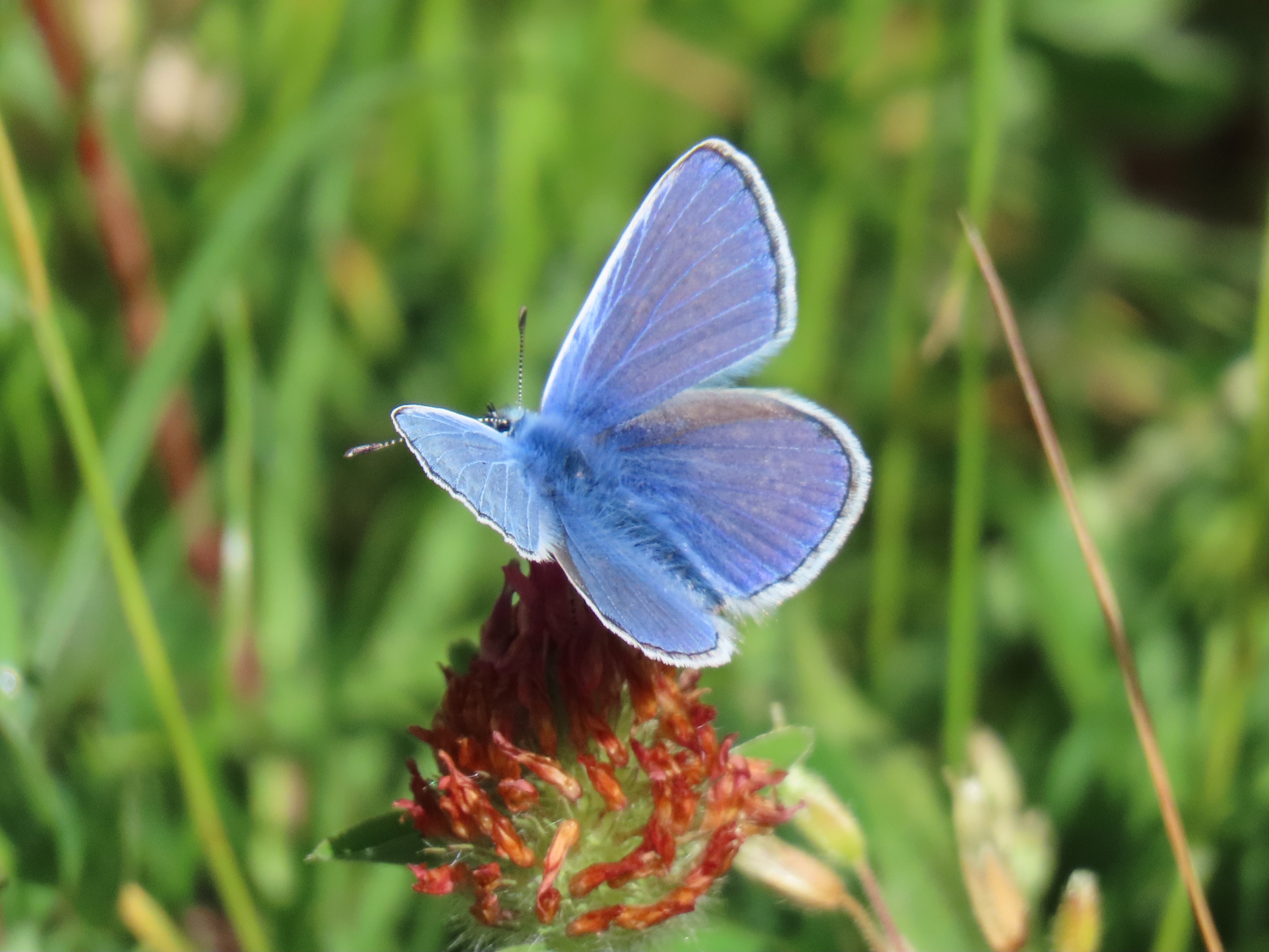 Other Wildlife – Sparrowfeld Patch